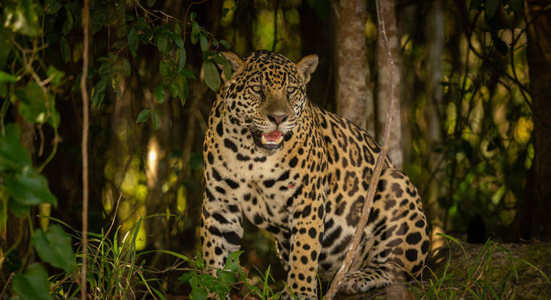 Boto da Amazônia, onça do Pantanal e tatu-bola: estudo lista espécies ...